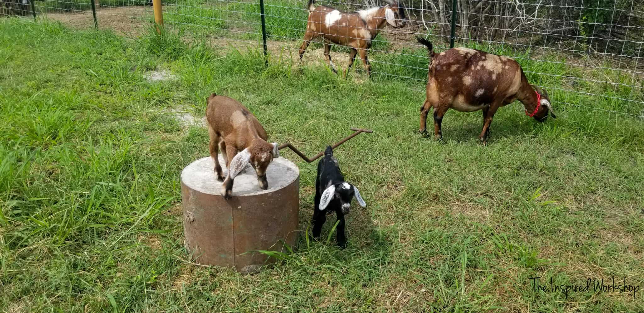 DIY Goat Shed – The Inspired Workshop